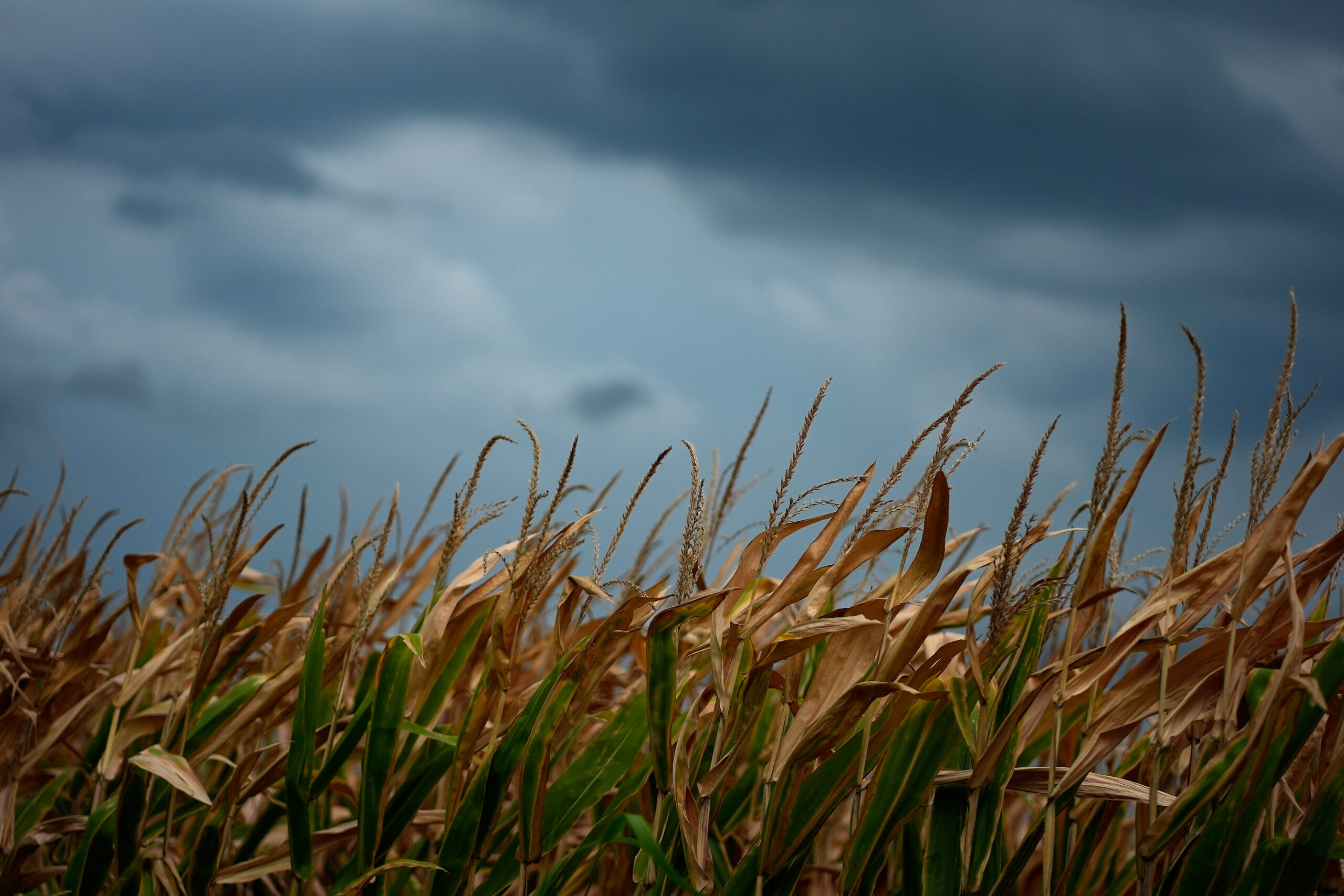 EPA allows E15 gasoline sales nationwide this summer