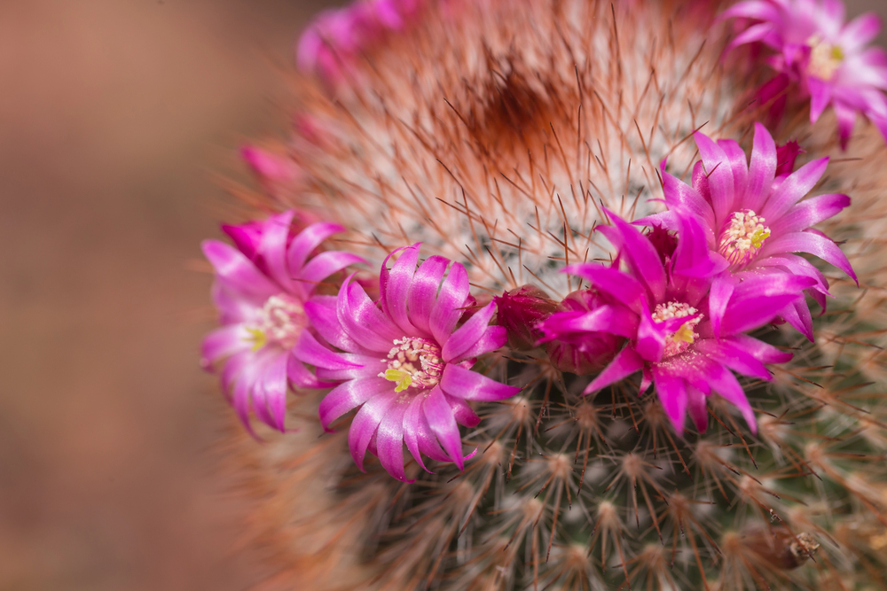 Colorado hookless cactus removed from endangered list