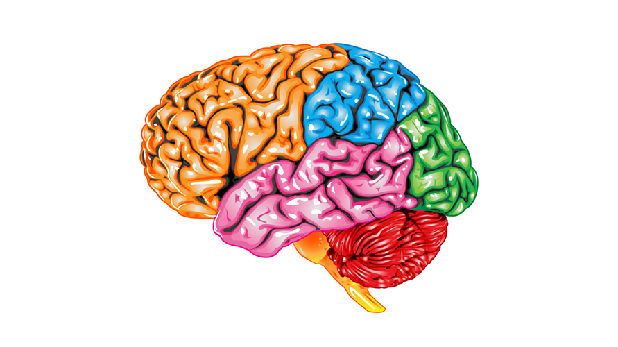 Brain injury linked to criminal behavior, new study finds