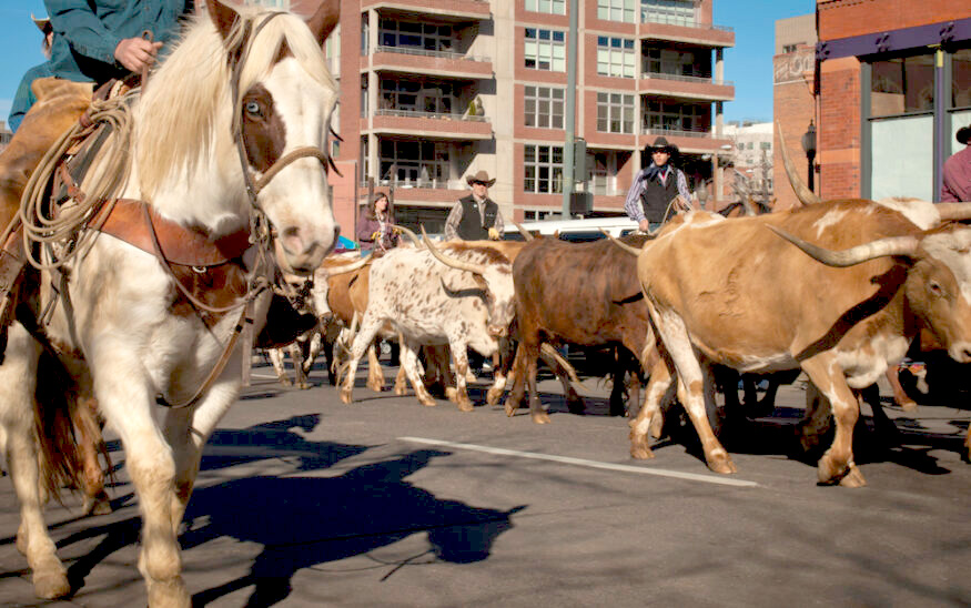 Wide Open Saloon brings new venue to National Western Stock Show