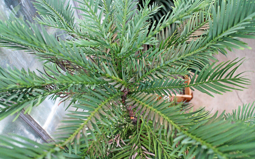 Rare ‘dinosaur tree’ finds new home at CU Boulder Greenhouse