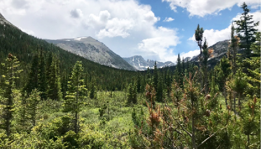Colorado awards $6.9M for wildfire mitigation projects